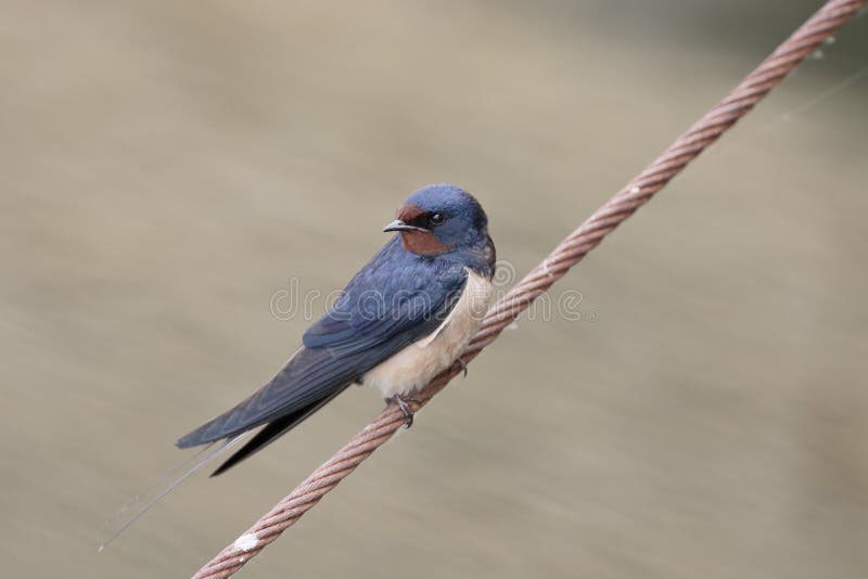 Swallow, Hirundo rustica stock photo. Image of britain - 55747372