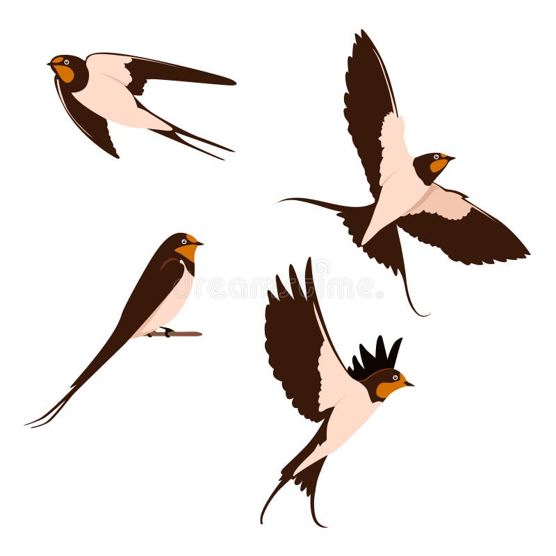 Set of Swallow Vector Illustration. Bird Animal Icon Stock Vector ...