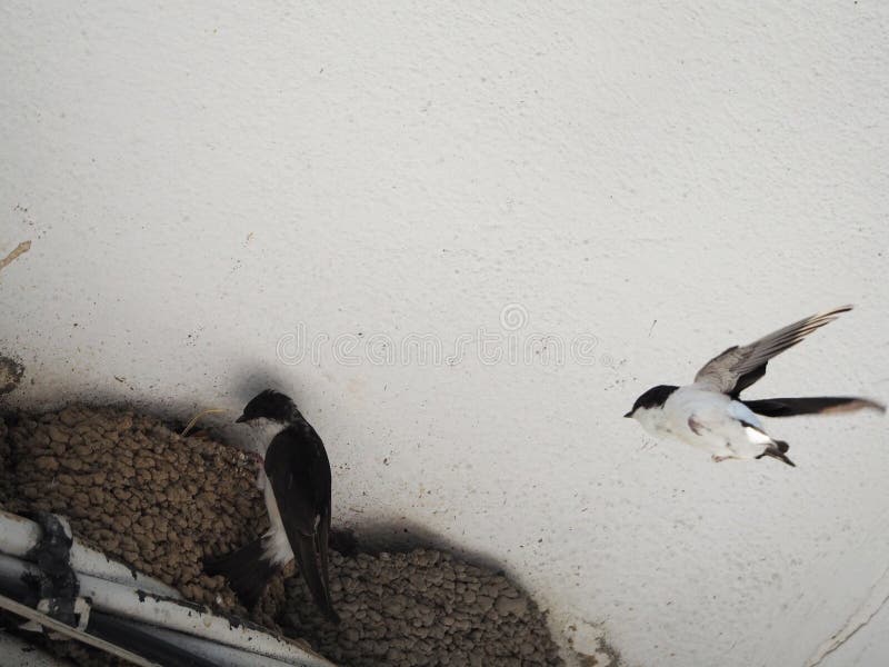 Swallow nest stock photo. Image of sulk, bird, nest - 153671932