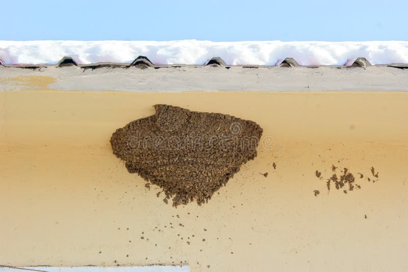 Swallow nests stock photo. Image of animal, swallow, birds - 23181110