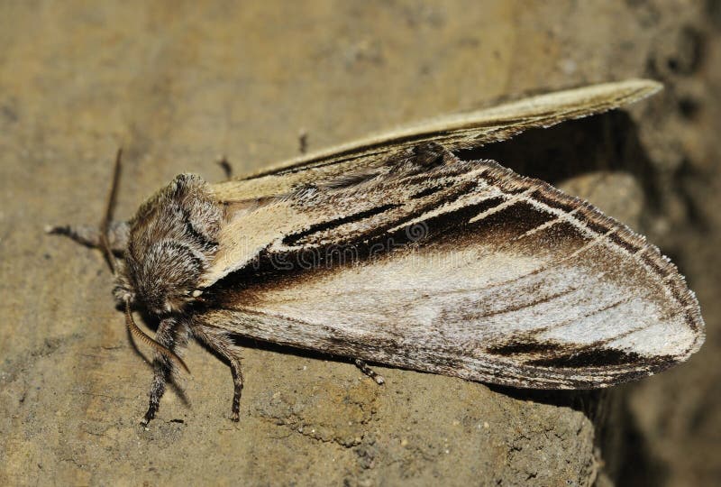 Swallow Prominent Moth stock image. Image of brown, cream - 33126505