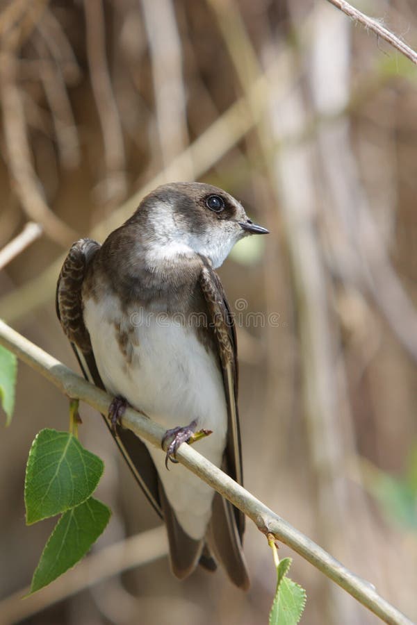 Swallow, Riparia riparia. stock photo. Image of pose - 10675192