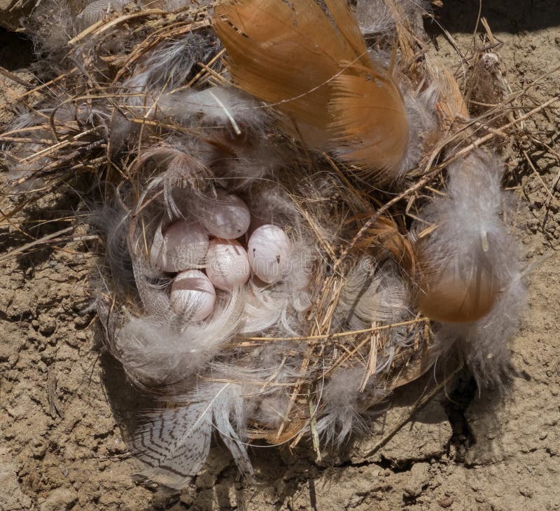 Swallow Sand Martin and Its Nest with Eggs Stock Photo - Image of nest ...