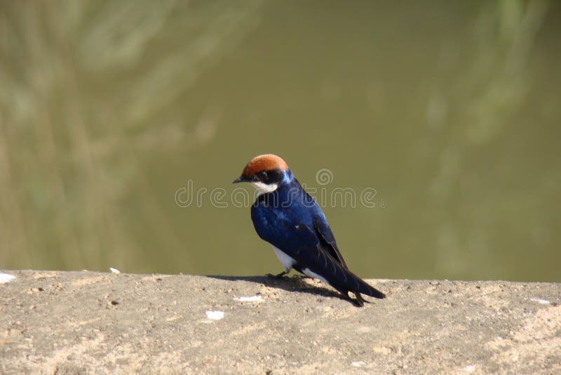 SWALLOW stock photo. Image of bird, wall, facing, left - 72869382