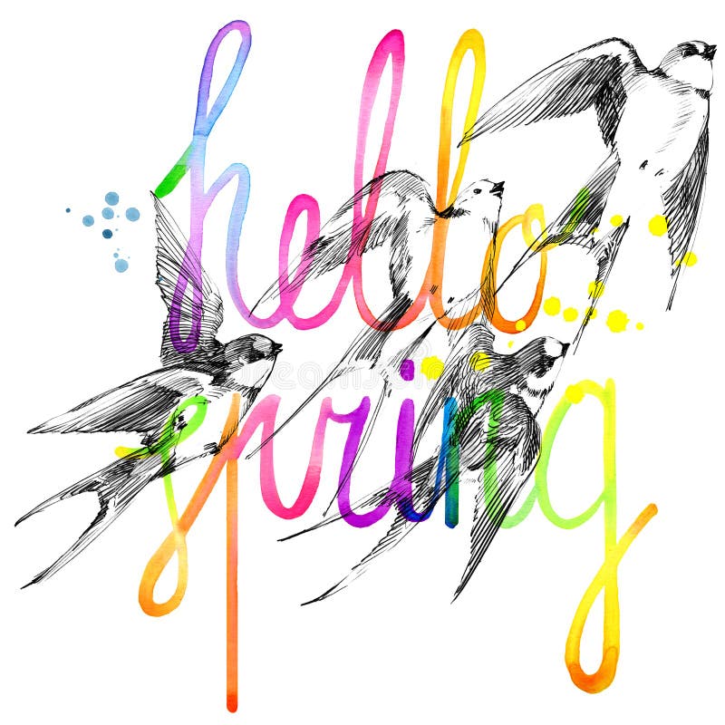 Swallow. Swallow Pencil Sketch. Swift Flight. Hello Spring. Stock ...