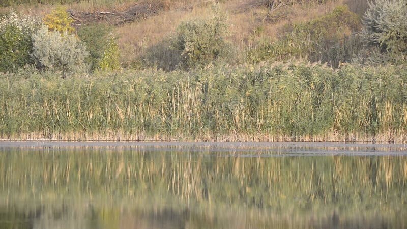 Swallow Swift Bird Flying Feeding Over Water Surface Dive Splash Slow ...