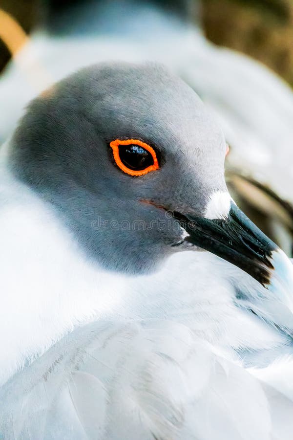 Swallow Tailed Gull Showing Off Its Eye Makeup Stock Photo - Image of ...