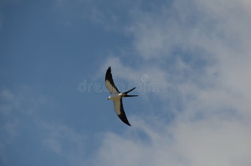 Swallow-tailed Kite in Flight Stock Image - Image of flight, aviation ...
