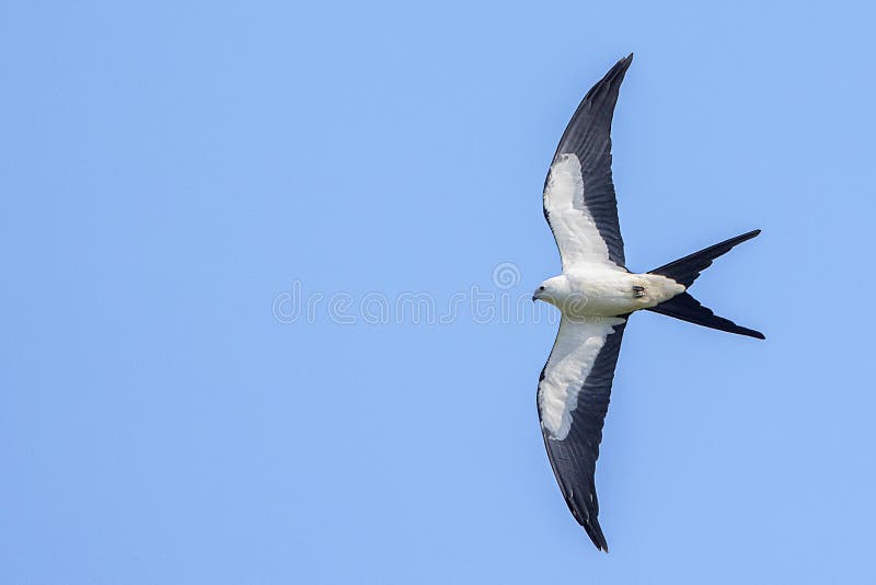 Swallow-tailed Kite Sharp Turn in Flight Stock Image - Image of turn ...