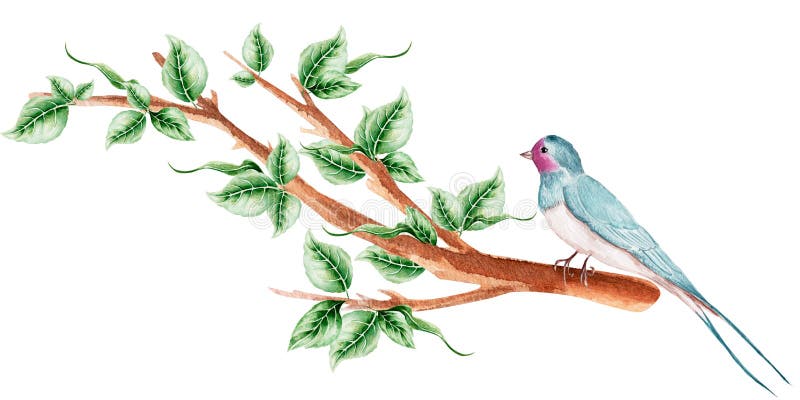 Swallow on a Tree Branch Watercolor Illustration Stock Illustration ...