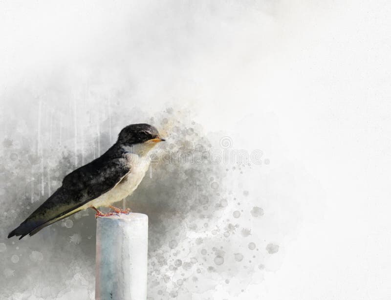 Swallow Watercolor Illustration. Spring Bird. Bird Swift. Swift Flight ...