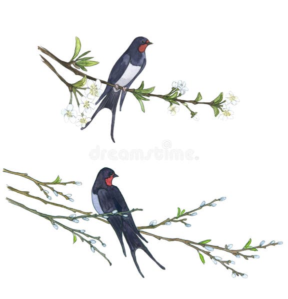 Swallow on Willow Tree. Hand Drawn Illustrations Stock Illustration ...