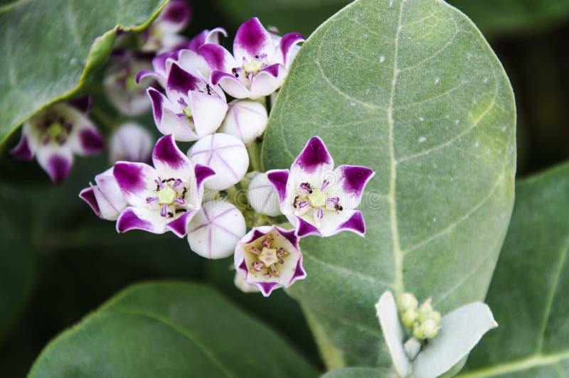Swallow-wort & X28;Aak& X29; Flowers Stock Photo - Image of branch ...