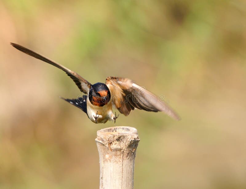 Hold Stumps Photos - Free & Royalty-Free Stock Photos from Dreamstime