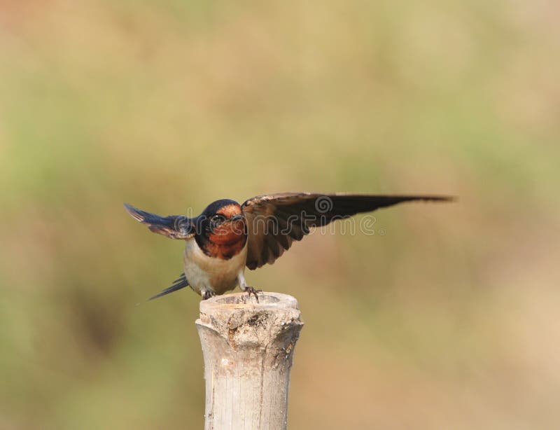 Swallows dart stock photo. Image of feathers, passerine - 45415190