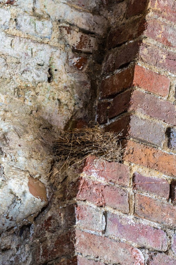 Swallows Nest Inside a Stone Building.. Stock Photo - Image of wildlife ...