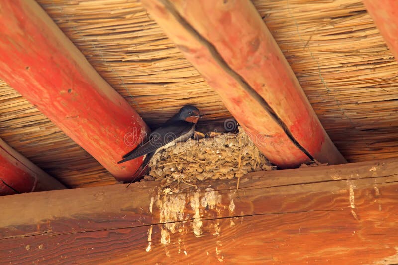 Swallows Nest Under the Eaves Stock Image - Image of rafters, child ...