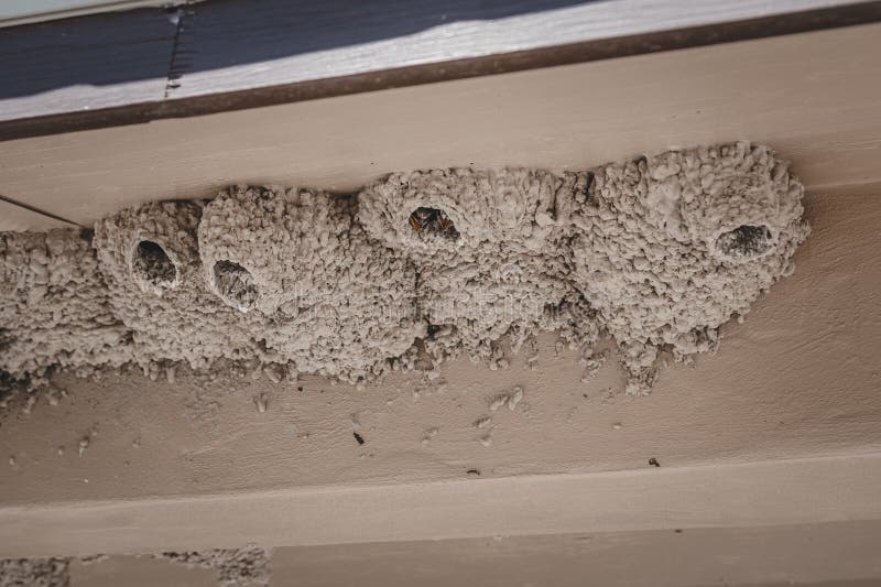 Swallows Nesting in the Eaves of a Building in Badlands National Park ...