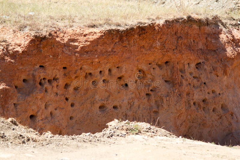 Swallows nests in clay stock image. Image of mountain - 43213675