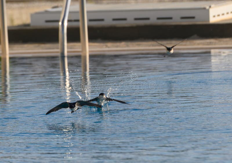 Swallows Skimming the Water Surface at Dawn in a Peaceful Poolside ...