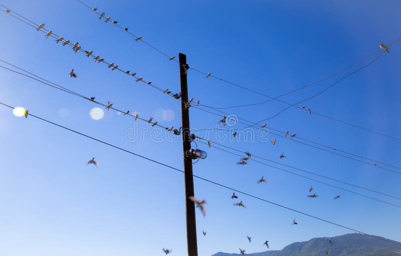 Swallows on a wire stock photo. Image of beautiful, multitude - 97307992