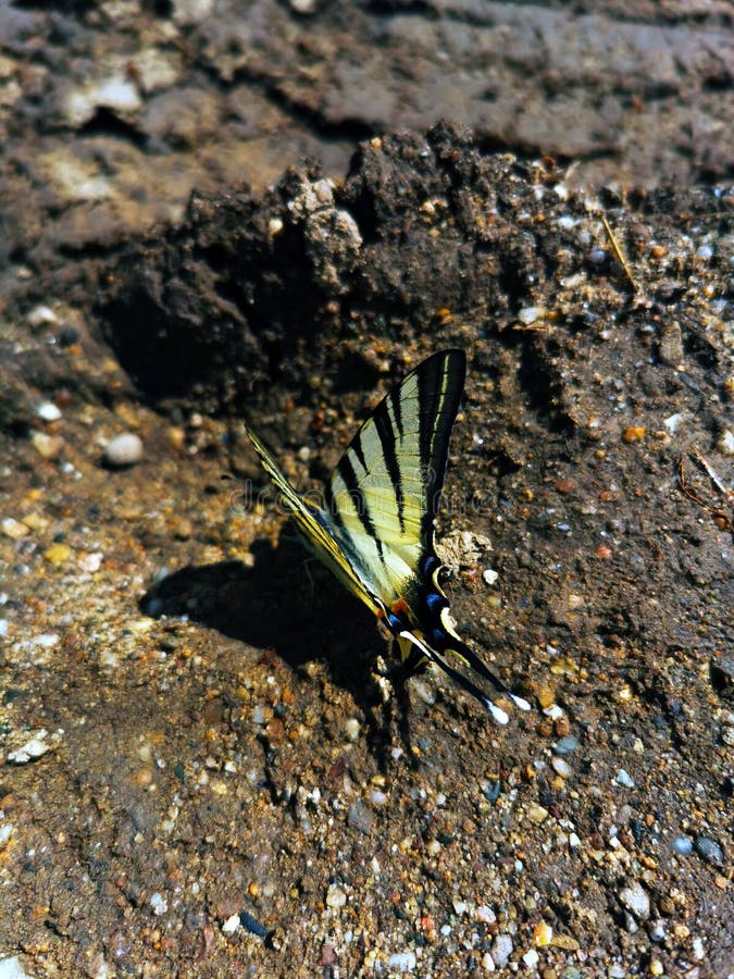 Swallowtail Butterflies Drink Water on the Ground on a Hot Day Stock ...