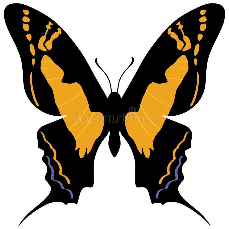 Swallowtail butterfly stock vector. Illustration of decoration - 13591343