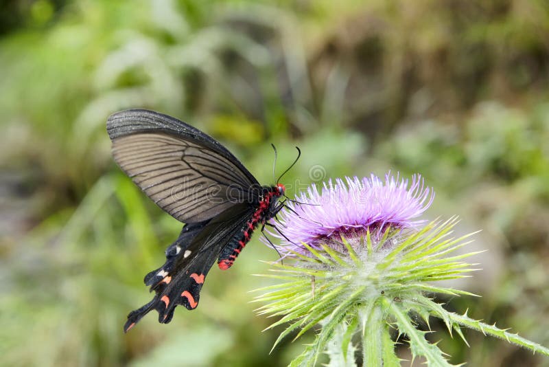 Swallowtail butterfly stock image. Image of wildlife - 20947675