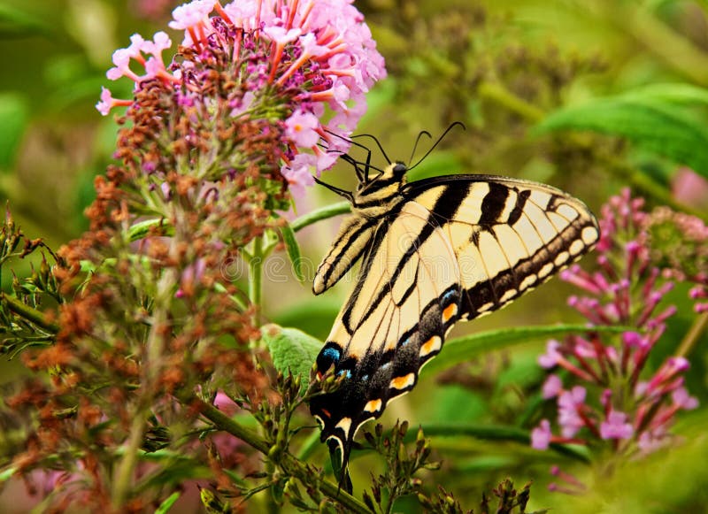 Swallowtail butterfly stock photo. Image of thorax, animal - 26558866