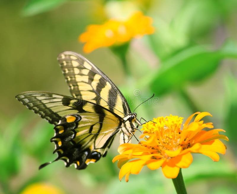 Swallowtail Butterfly stock image. Image of summer, swallowtail - 2933709
