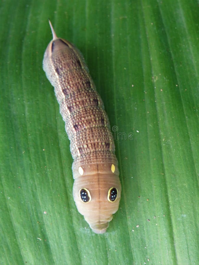 Swallowtail Butterfly Caterpillar on a Leaf Stock Image - Image of ...