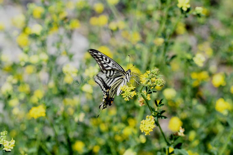 Swallowtail Butterfly in Flight Stock Image - Image of marble, close ...