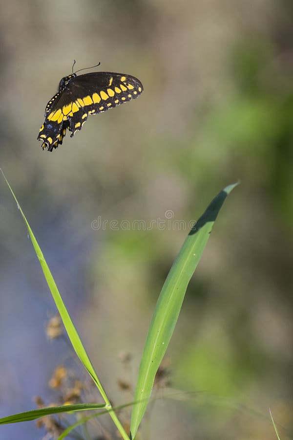 Swallowtail Butterfly in Flight Stock Image - Image of wings, summer ...