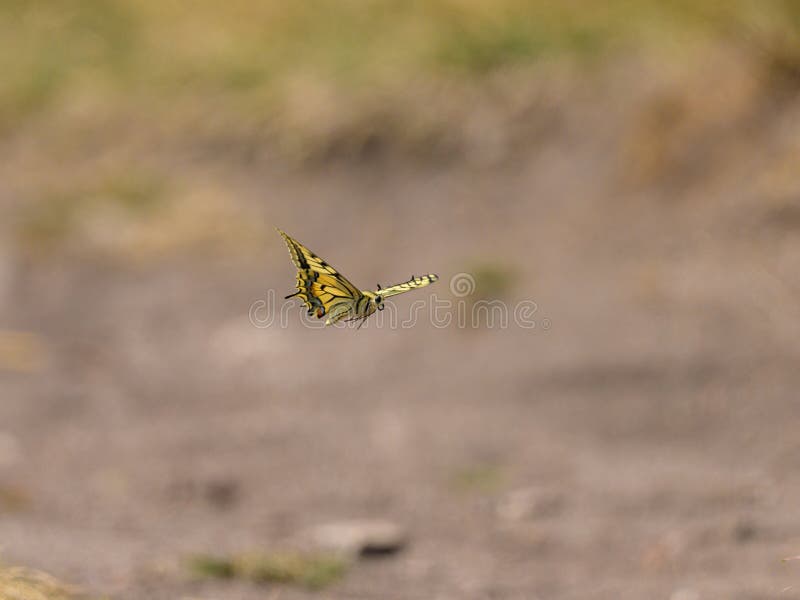 A Swallowtail Butterfly in Flight on a Sunny Day Stock Image - Image of ...