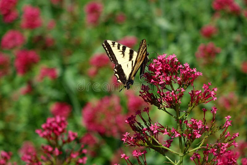 Swallowtail Butterfly on Flower Stock Image - Image of nature, outdoors ...