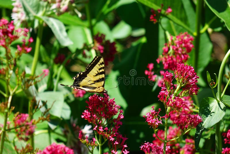 Swallowtail Butterfly on Flower Stock Image - Image of pollen, beauty ...