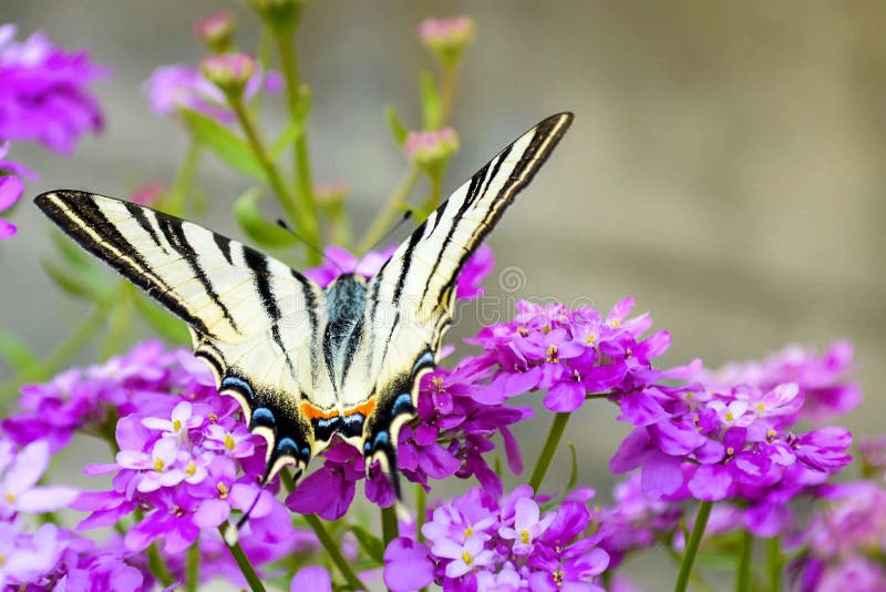 Swallowtail Butterfly and Flowers Stock Photo - Image of white, macro ...