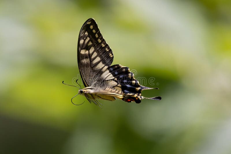 Swallowtail Butterfly in Flying Stock Image - Image of nature, flower ...