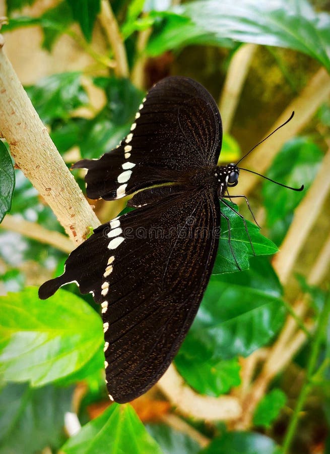 Swallowtail Butterfly of India Stock Photo - Image of wing, nature ...