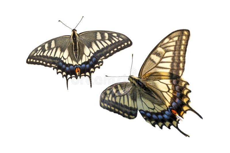 Swallowtail Butterfly Isolated on a White Background Stock Photo ...