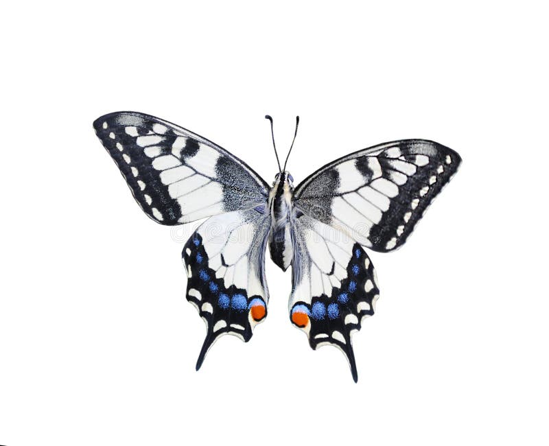 Swallowtail Butterfly stock photo. Image of animal, shot - 6220798