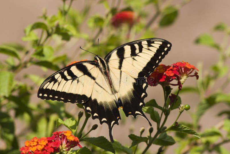 Swallowtail Butterfly on Orange Lantana Stock Image - Image of colors ...