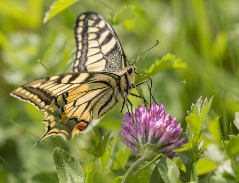 Swallowtail Butterfly on Pink Clover Flower Stock Photo - Image of ...
