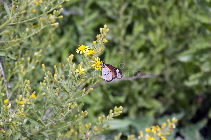 The Swallowtail Butterfly Sits on a Flower. Spring Forest Israel Stock ...