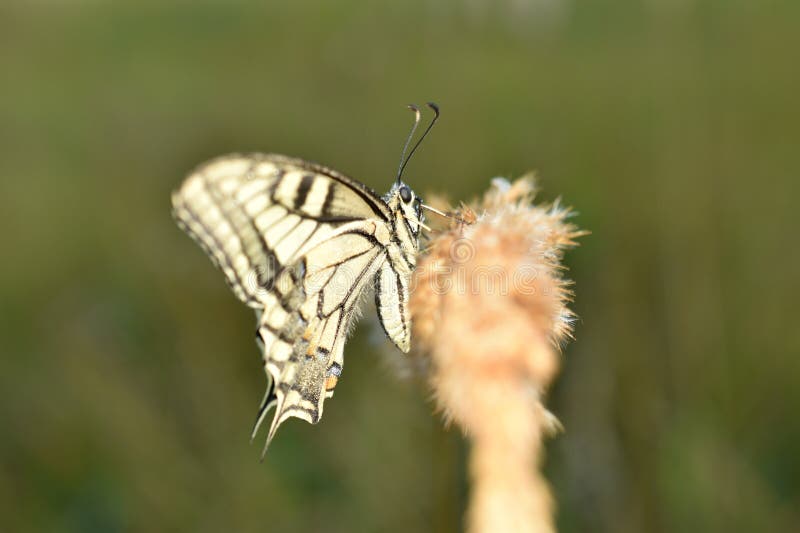 Swallowtail Butterfly Sitting on the Grass, Side View. Stock Photo ...