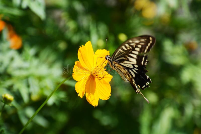 Swallowtail butterfly stock photo. Image of animal, feather - 126581932