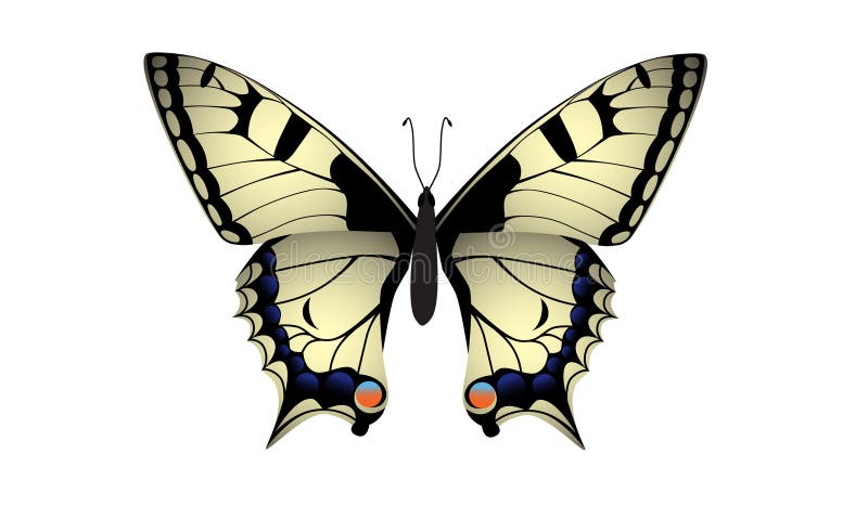 Design Swallowtail Stock Illustrations – 1,760 Design Swallowtail Stock ...