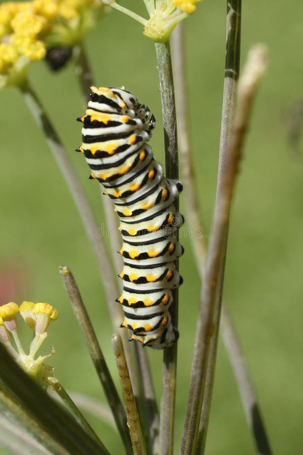 Swallowtail Caterpillar stock image. Image of butterfly - 15008903