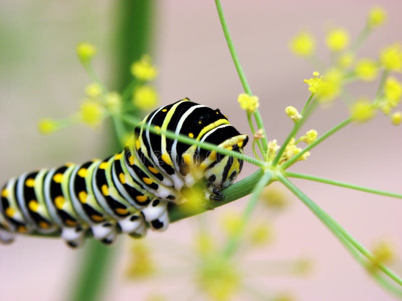 Swallowtail caterpillar stock photo. Image of change, insect - 5678414