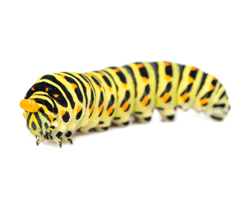 Swallowtail Caterpillar Isolated Stock Image - Image of insect, larva ...